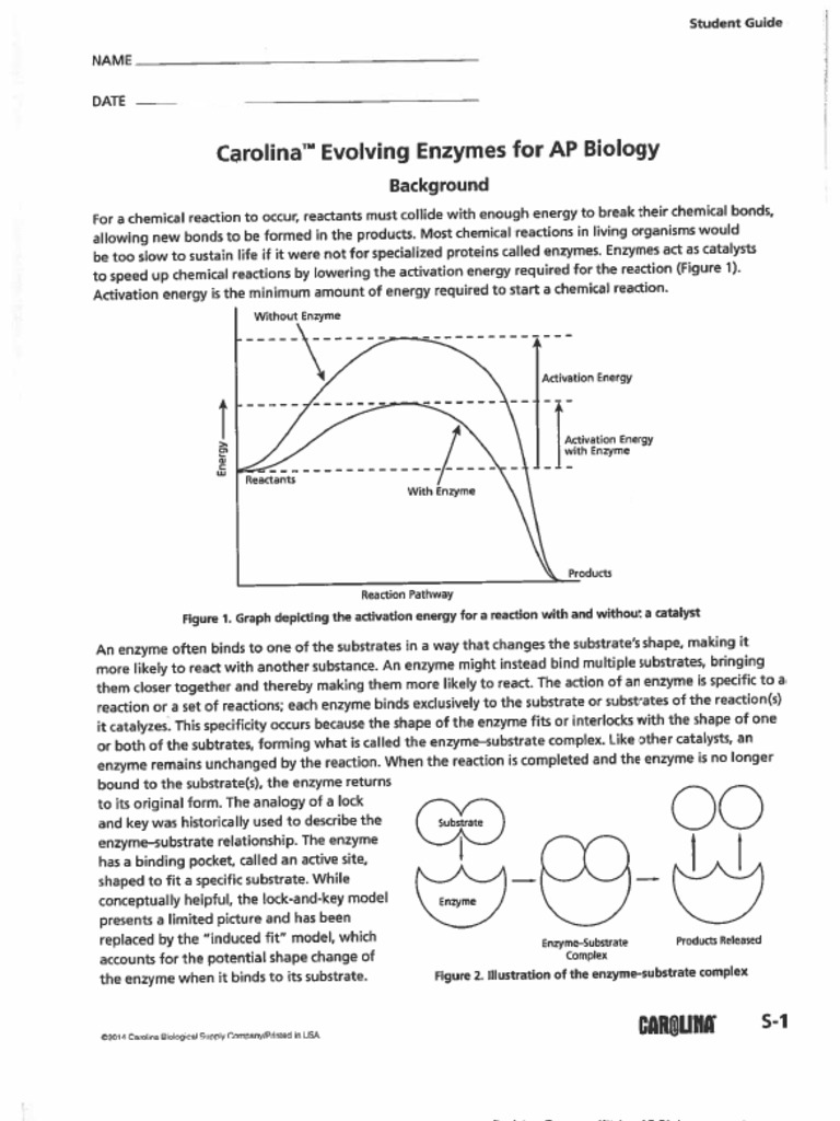 AP Lab 13 Enzymes Carolina | PDF
