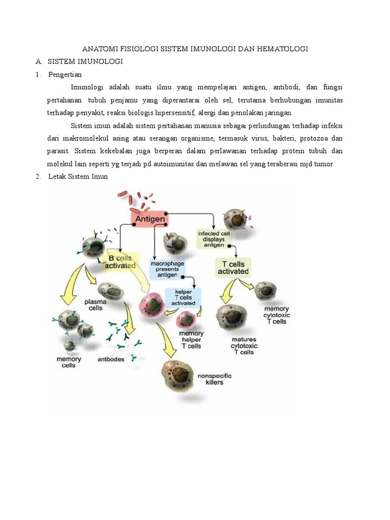 Anatomi Fisiologi Sistem Imunologi Dan Hematologi | PDF