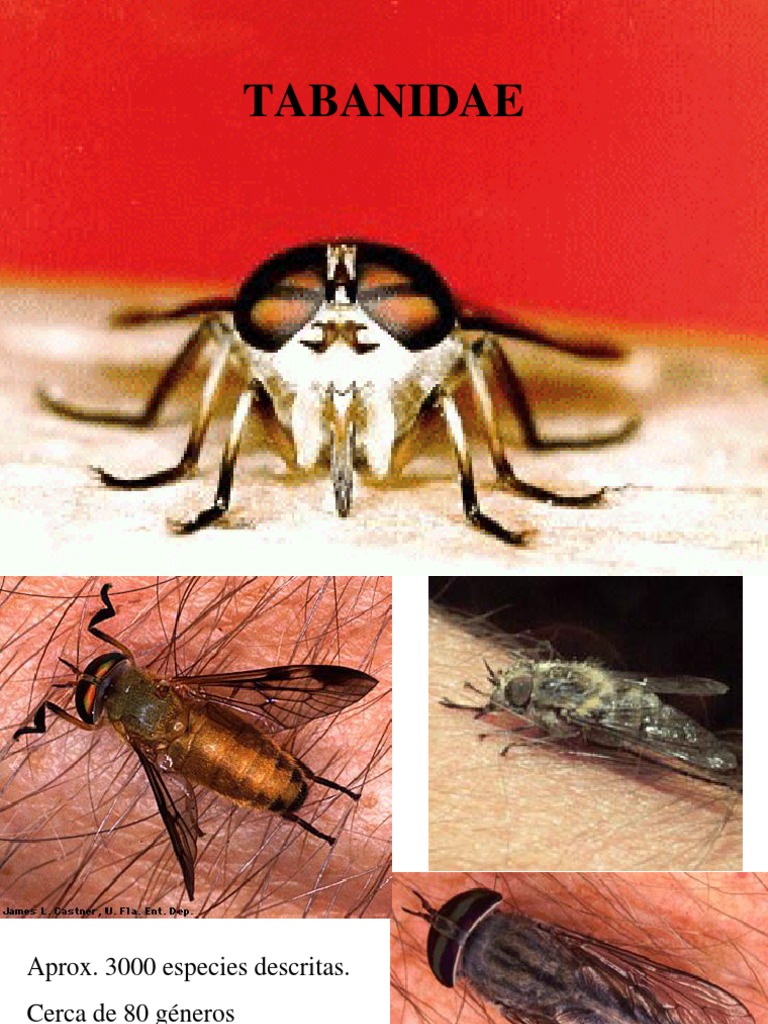 CLASE Tabanos | PDF | Microbiología | Biología