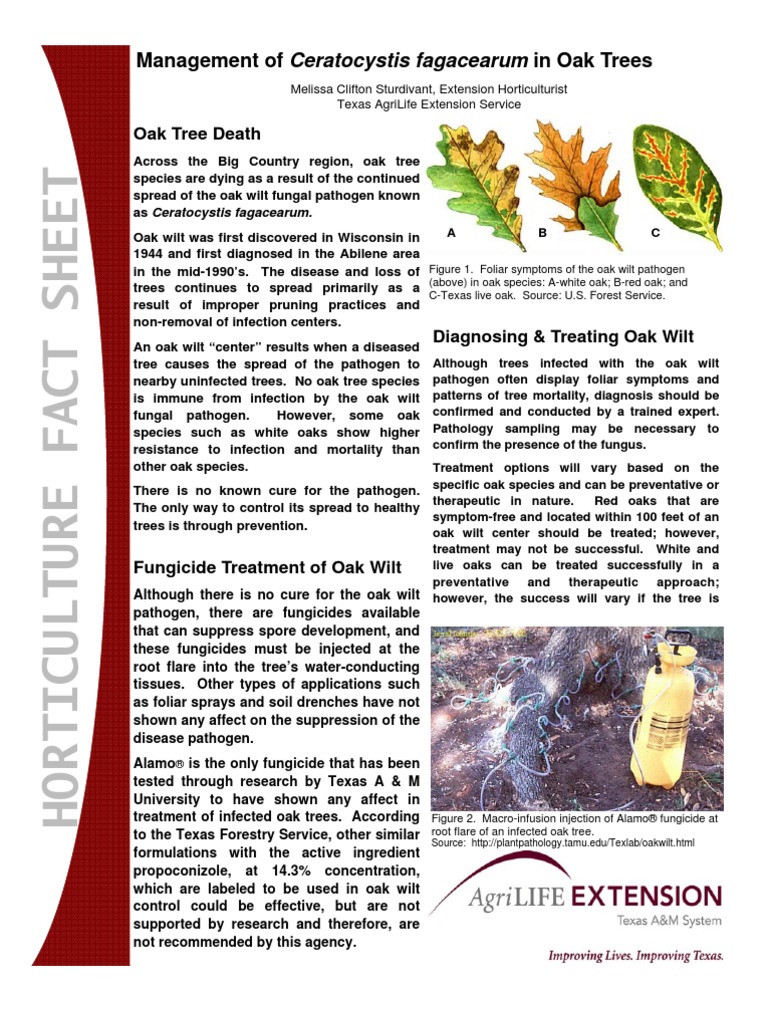 Oak Wilt Fact Sheet | PDF | Trees | Botany