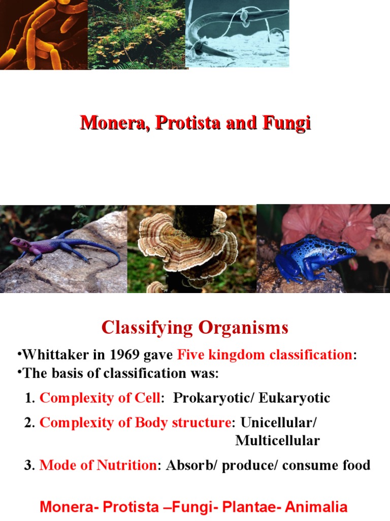 Classification of Life: An Overview of the Monera, Protista, and Fungi ...