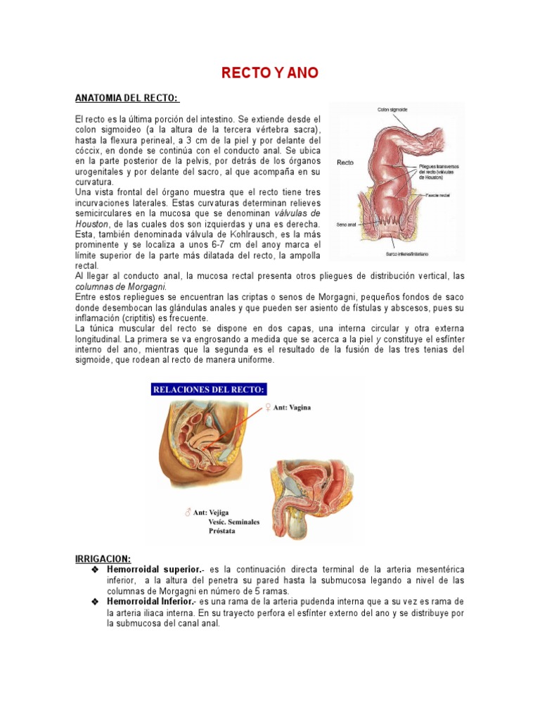 Recto y Ano | Descargar gratis PDF | Recto | Hemorroides