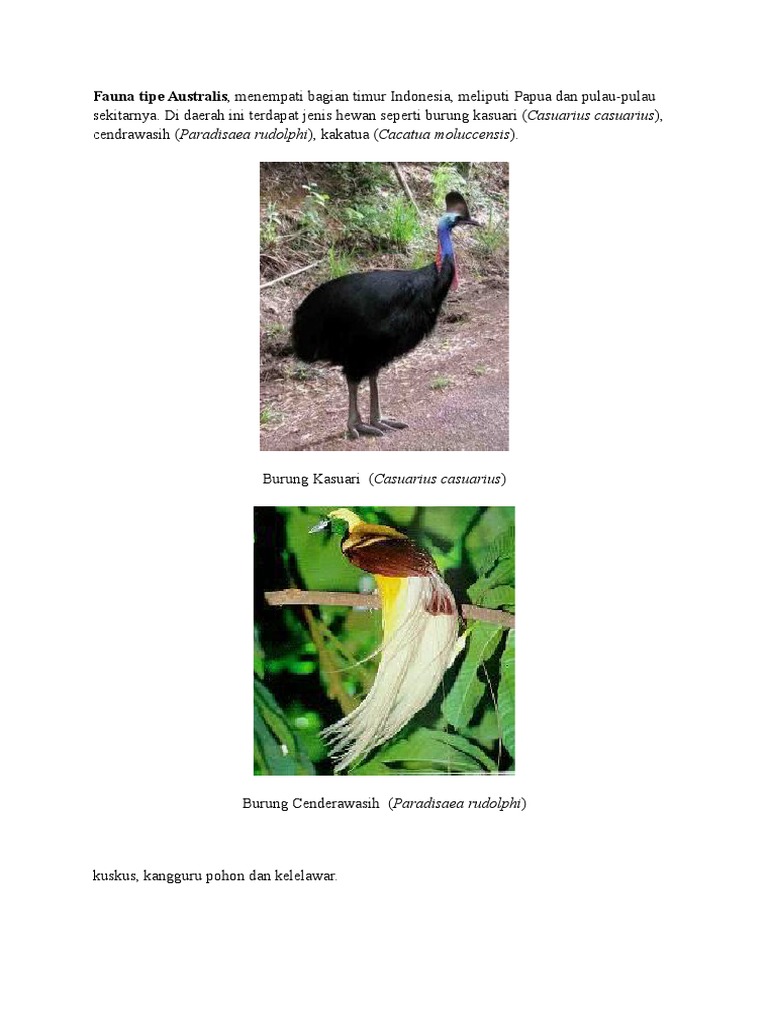 Fauna Tipe Australis | PDF