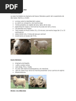 Raza Caprina Anglo-Nubian: Características y Cuidados | PDF | Cabra | Leche