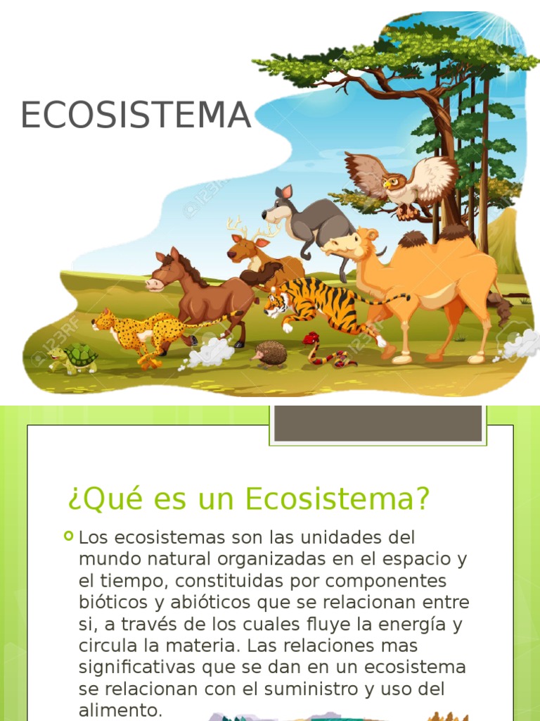 4 Ecosistema | PDF | Ecosistema | Organismos