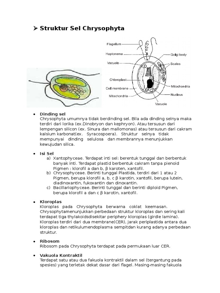 Struktur Sel & Habitat Chrysophyta | PDF