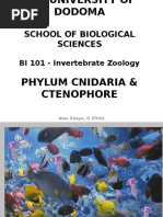 Phylum Porifera Activity | PDF | Sponge | Cell (Biology)
