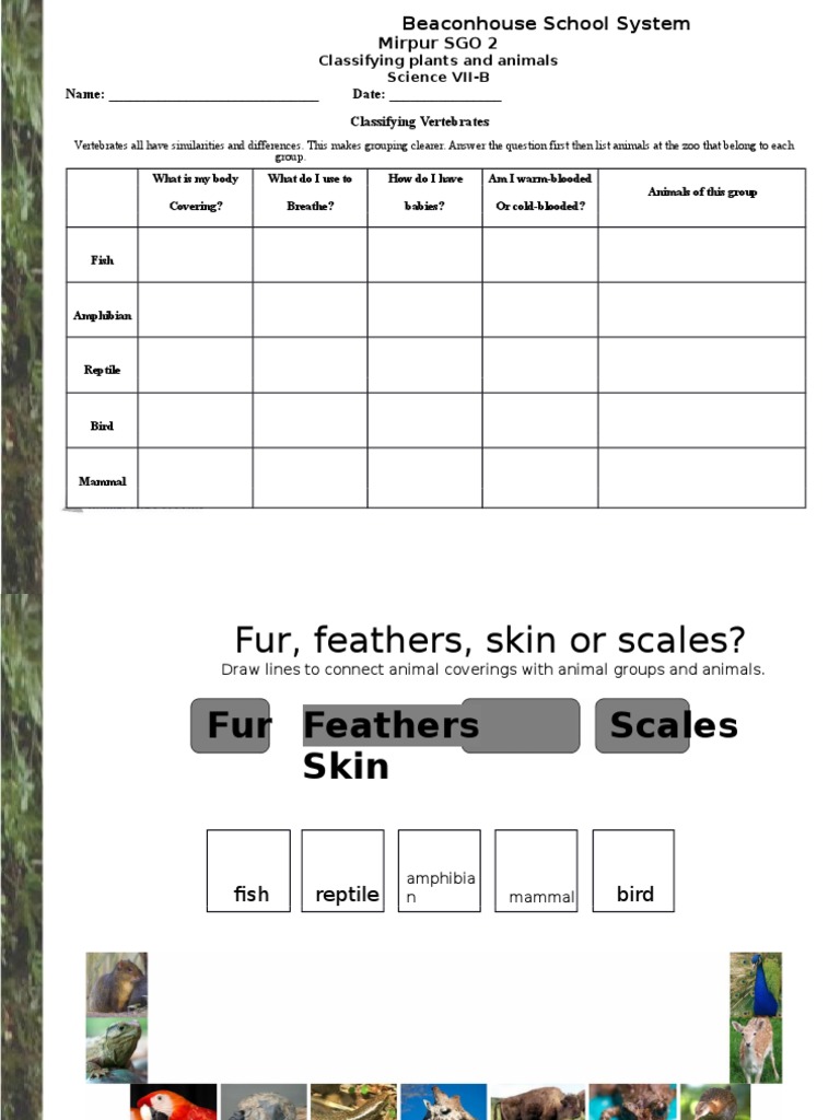 Grade 7 Animal Classification Worksheet | PDF | Wellness