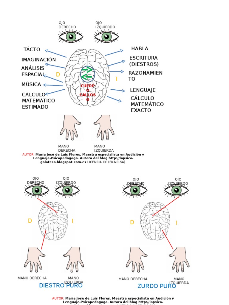 Lateralidad Cruzada | PDF | Relaciones personales, crianza y desarrollo ...
