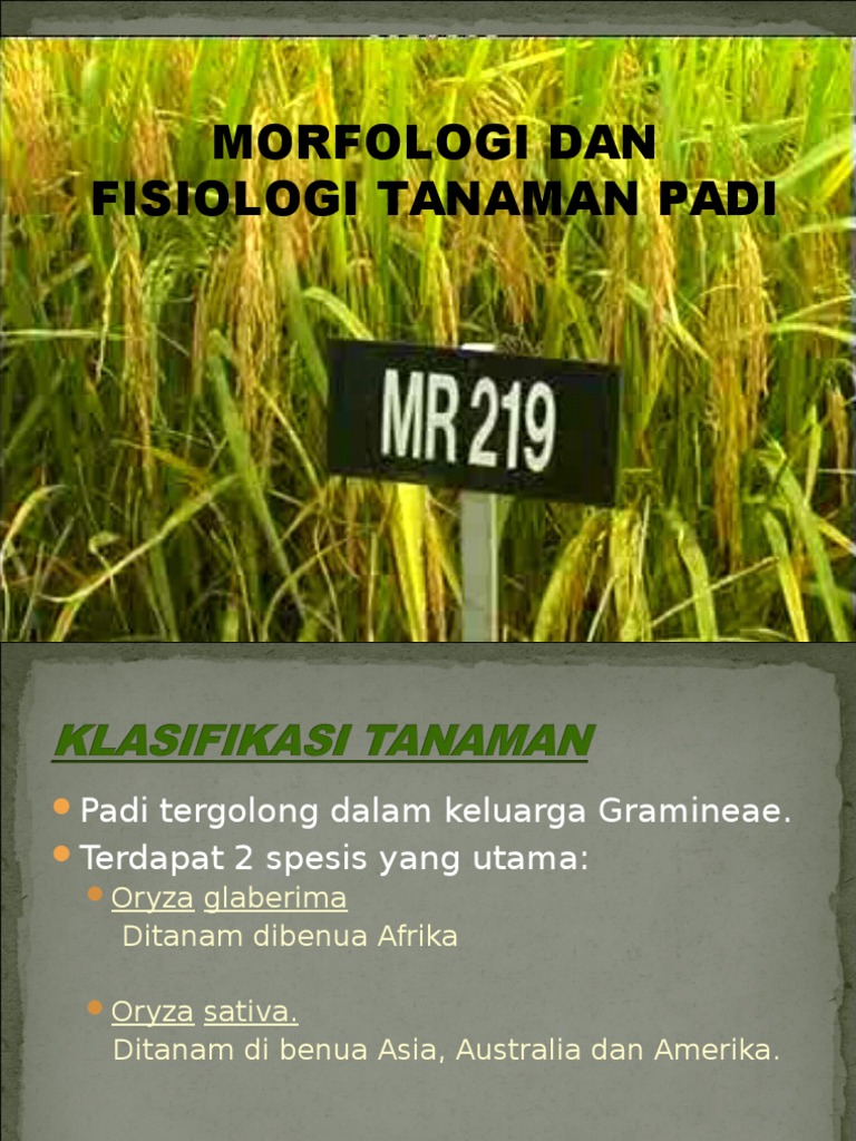 Morfologi Tanaman Padi | PDF