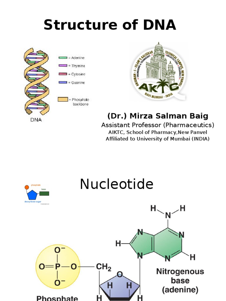 DNA Structure SB | PDF | Chromatin | Histone
