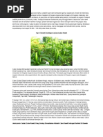 Panduan Budidaya Cabai Rawit Komprehensif | PDF