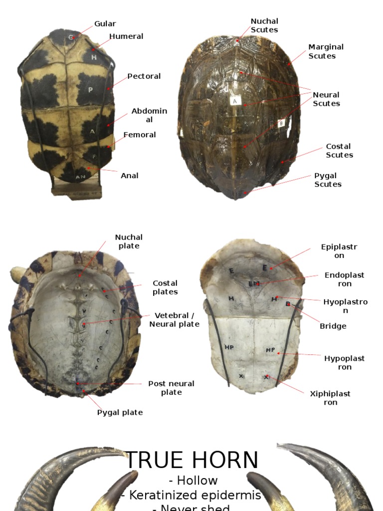 Gular Humeral Nuchal Scutes Marginal Scutes | PDF