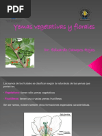 Fisiología de La Floración. La Yema | PDF | Tallo de la planta | Plantas