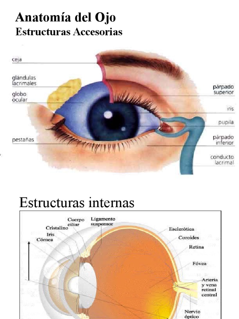 Anatomia Del Ojo ITB | Ojo humano | Ojo