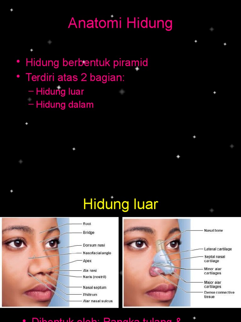 Anatomi Hidung | PDF