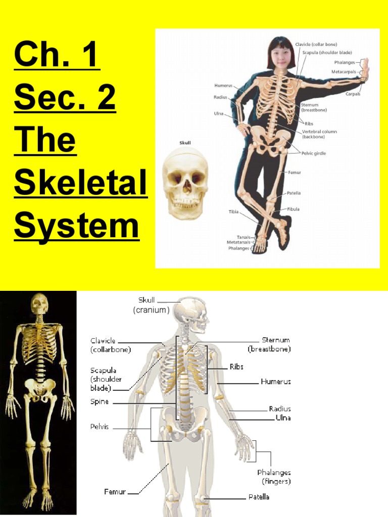 Understanding the Skeletal System | PDF | Skeleton | Bone