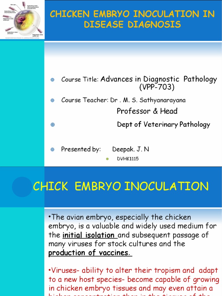 Chick Embryo Inoculation for Virus Cultivation | PDF | Egg | Virus