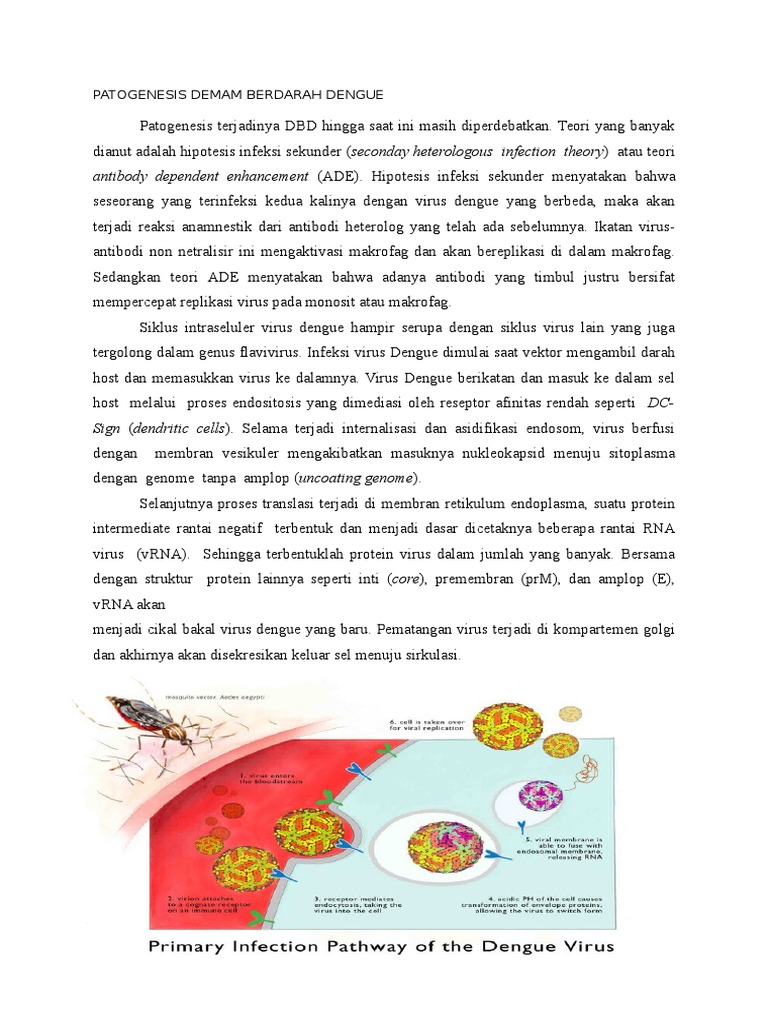 Patogenesis Demam Berdarah Dengue | PDF