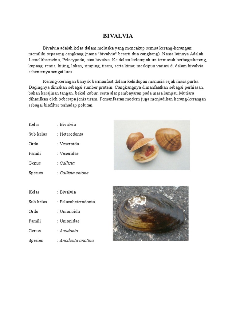 Sub Kelas Heterodonta | PDF