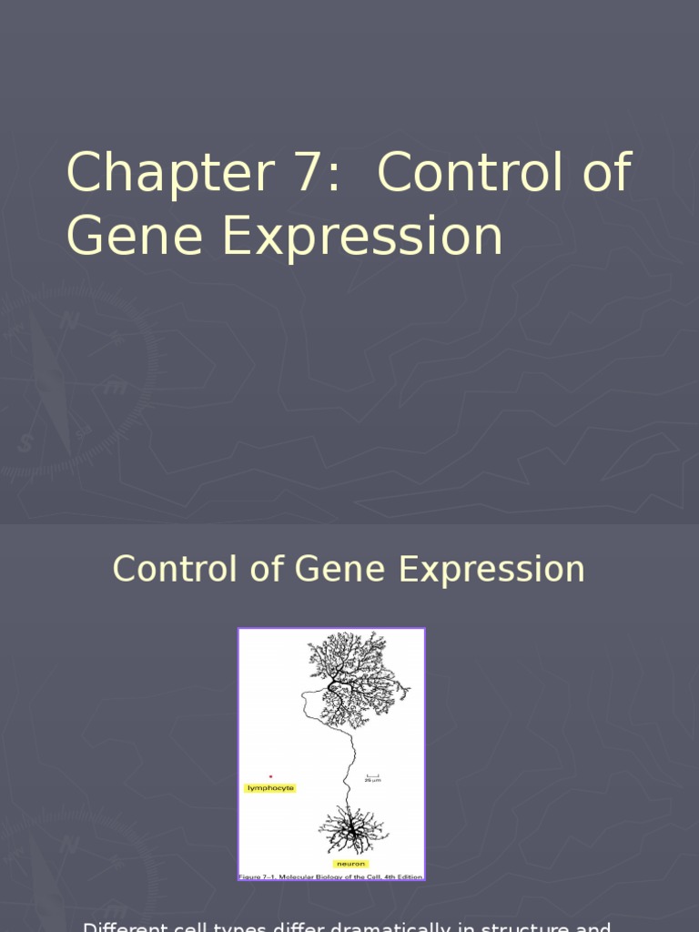 Gene Expression Control Explained | PDF | Gene | Gene Expression