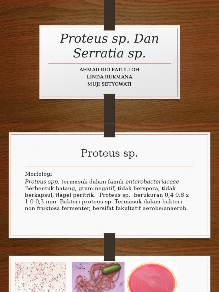 Bakteri 3 Proteus Sp. | PDF