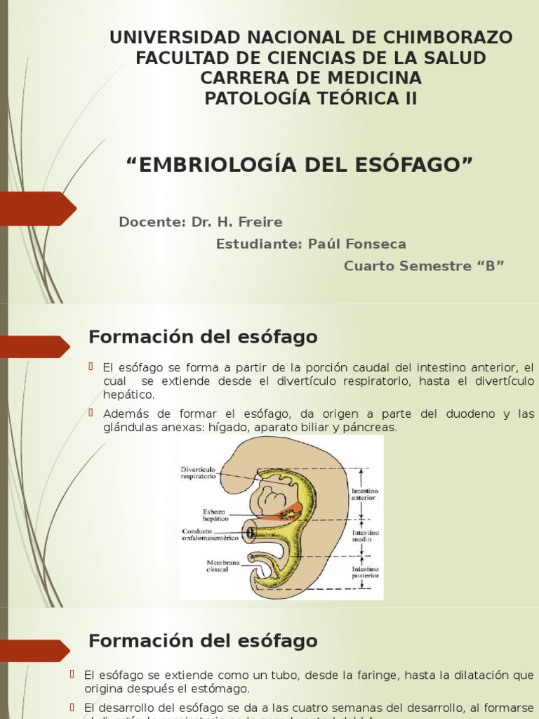 Embriología del Esófago | PDF | Religión y espiritualidad