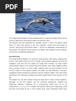 NOAA Shark Identification Placards | PDF | Sharks | Vertebrates