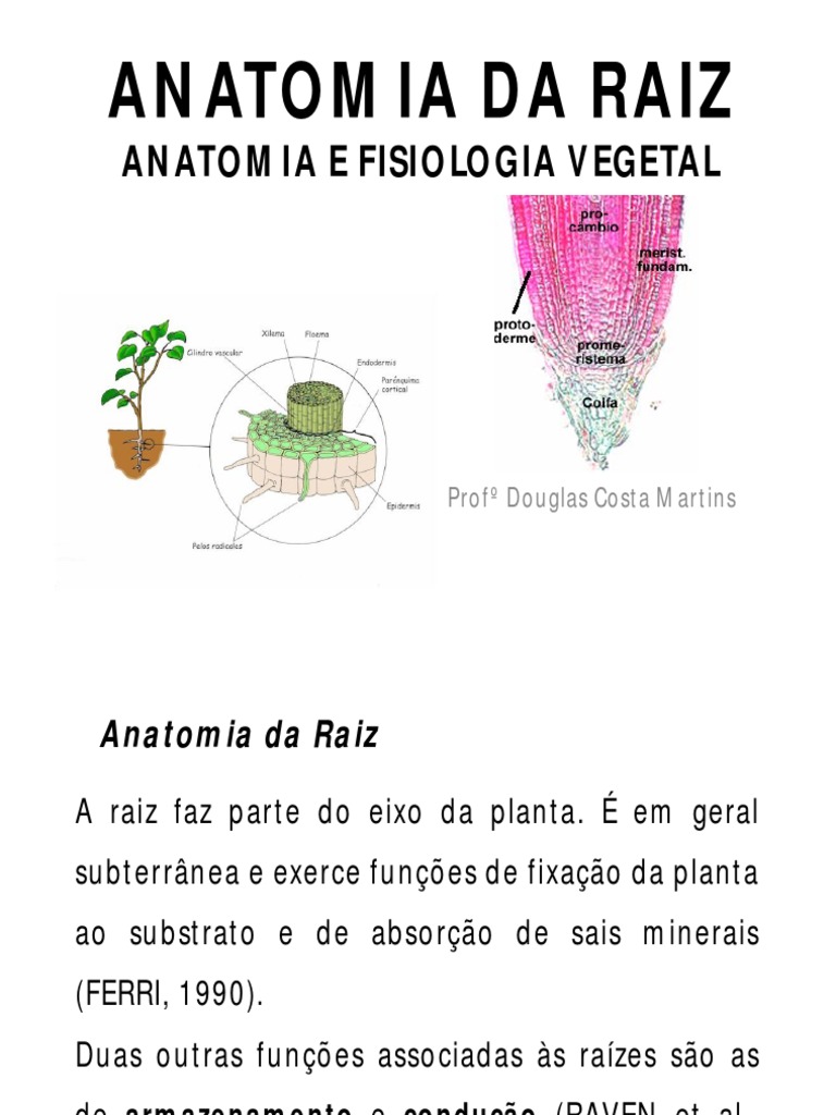 Anatomia Da Raiz | PDF | Raiz | Botânica