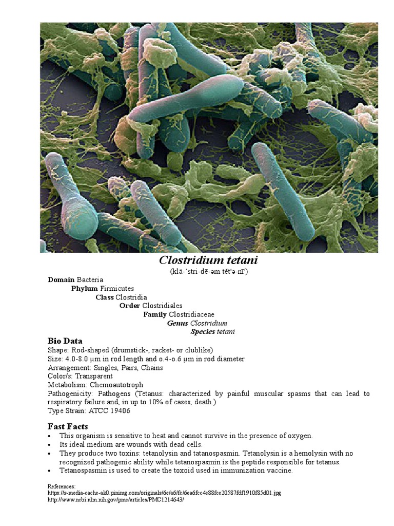 Clostridium Tetani