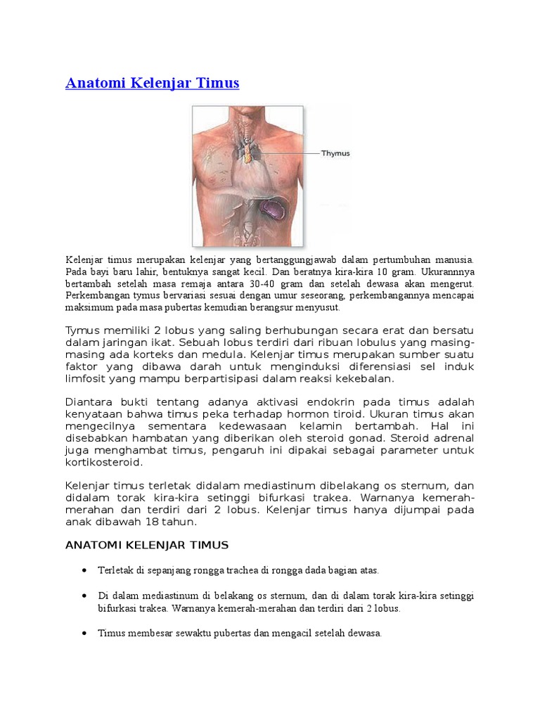 Anatomi Kelenjar Timus