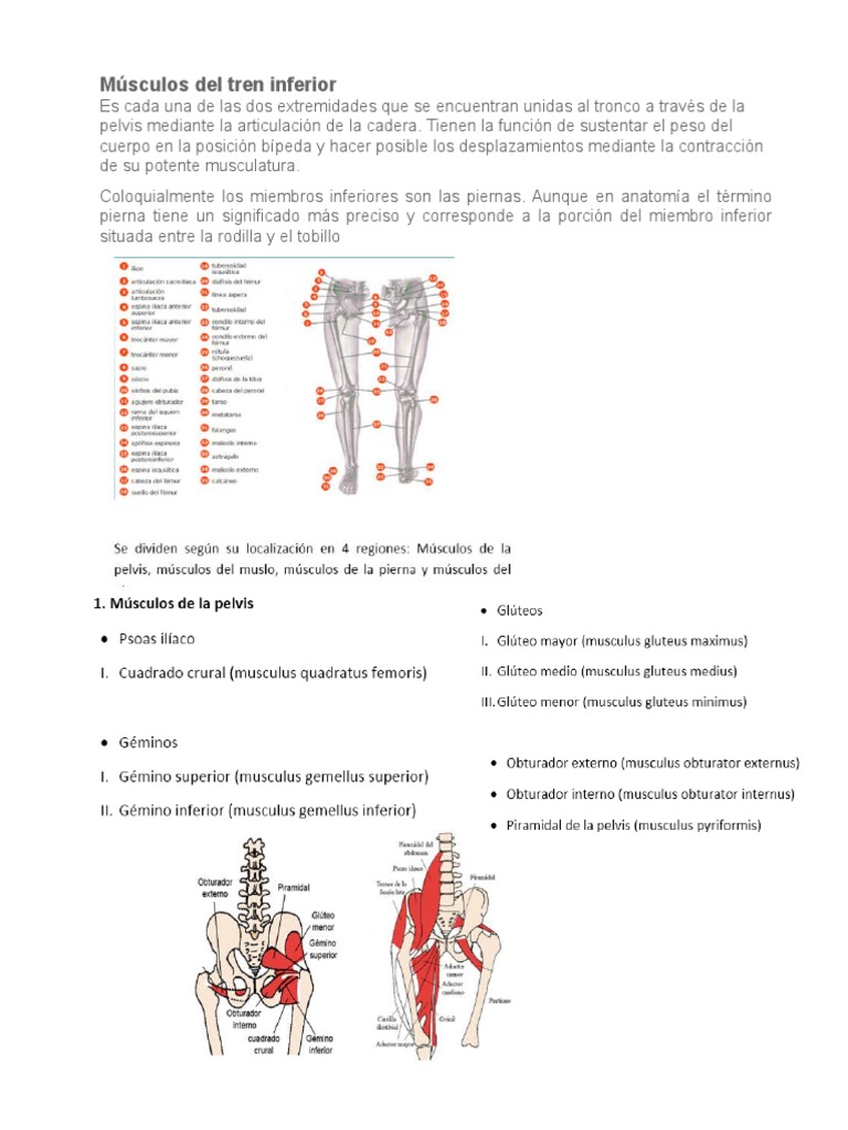 Músculos del tren inferior y su función | PDF
