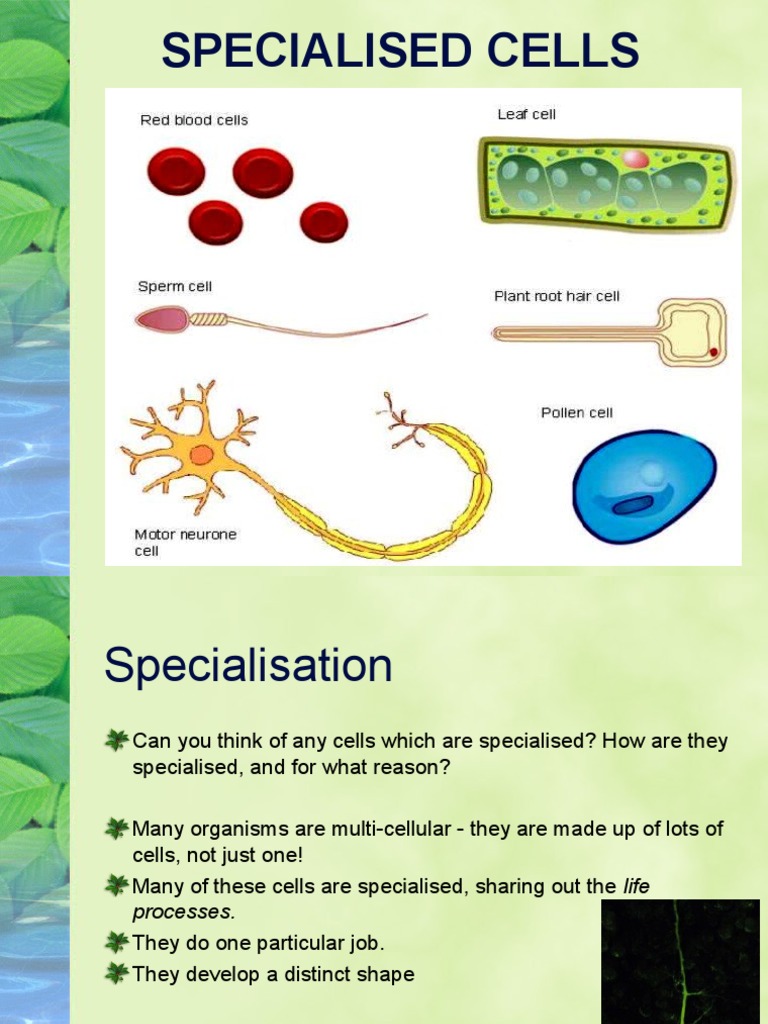 Specialised Cells | Red Blood Cell | Cell (Biology)