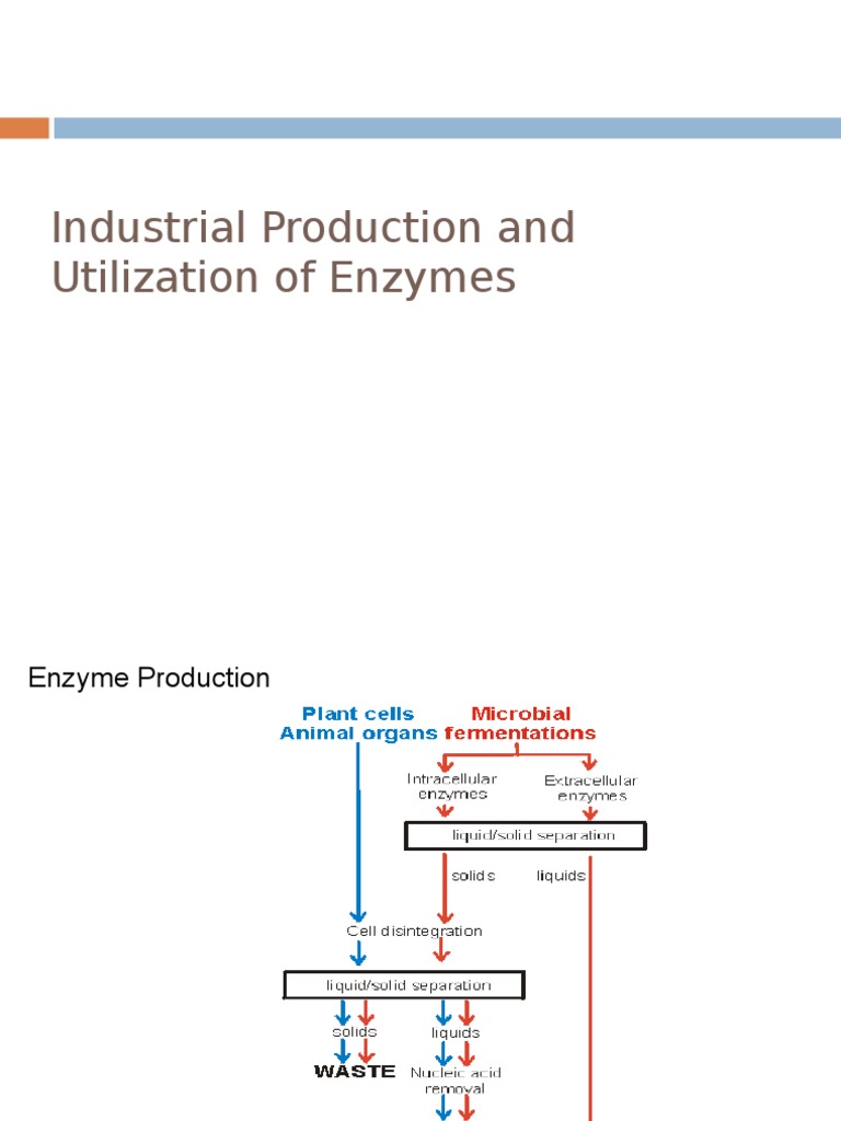Industrial Production of Enzyme | PDF