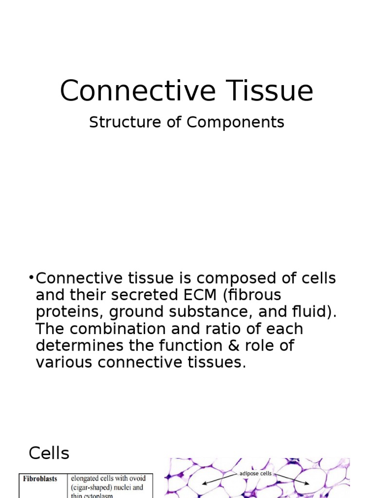 Connective Tissue Structure | PDF | Proteins | Nutrients