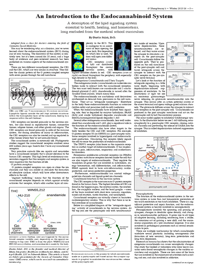 Endocannabinoid System Overview | PDF | Self-Improvement | Wellness