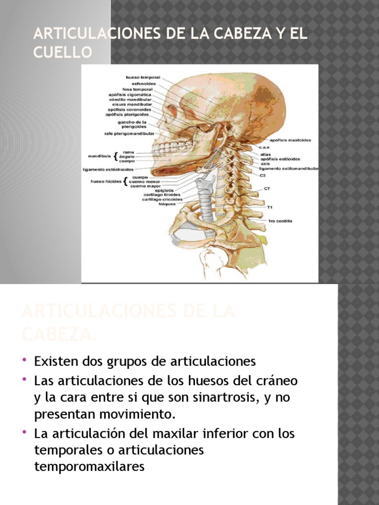 Articulaciones de La Cabeza y El Cuello | Conjunta | Anatomía de primate