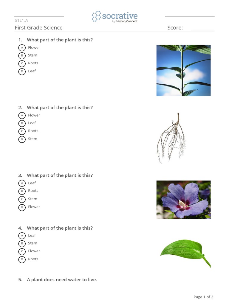 Quiz Firstgradescience | PDF