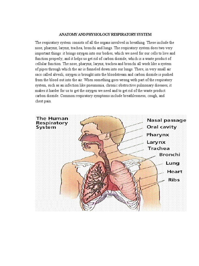 Anatomy and Physiology of the Respiratory System: A Detailed ...