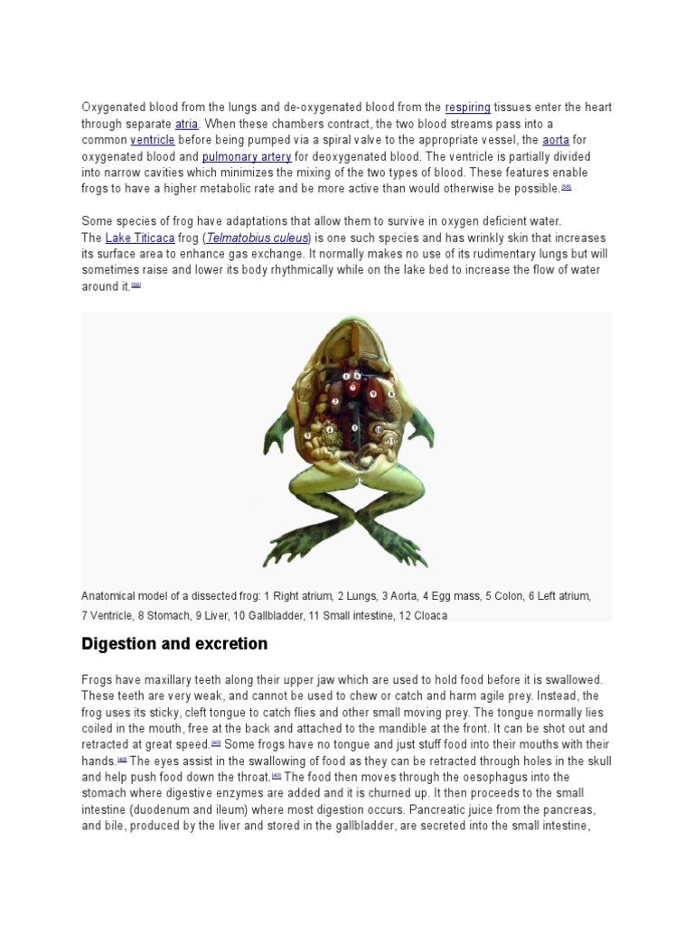 Anatomical Features that Enable Gas Exchange and the Circulation of ...