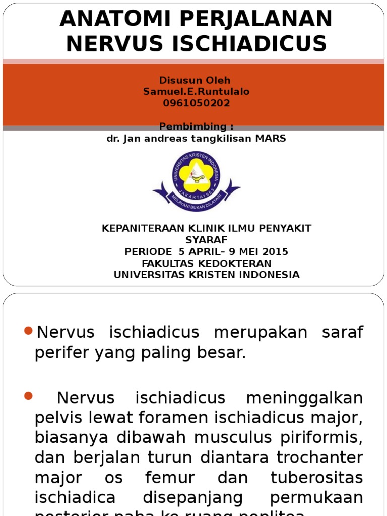 Anatomi Nervus Ischiadicus dan Cabangnya | PDF | Ilmu Sosial