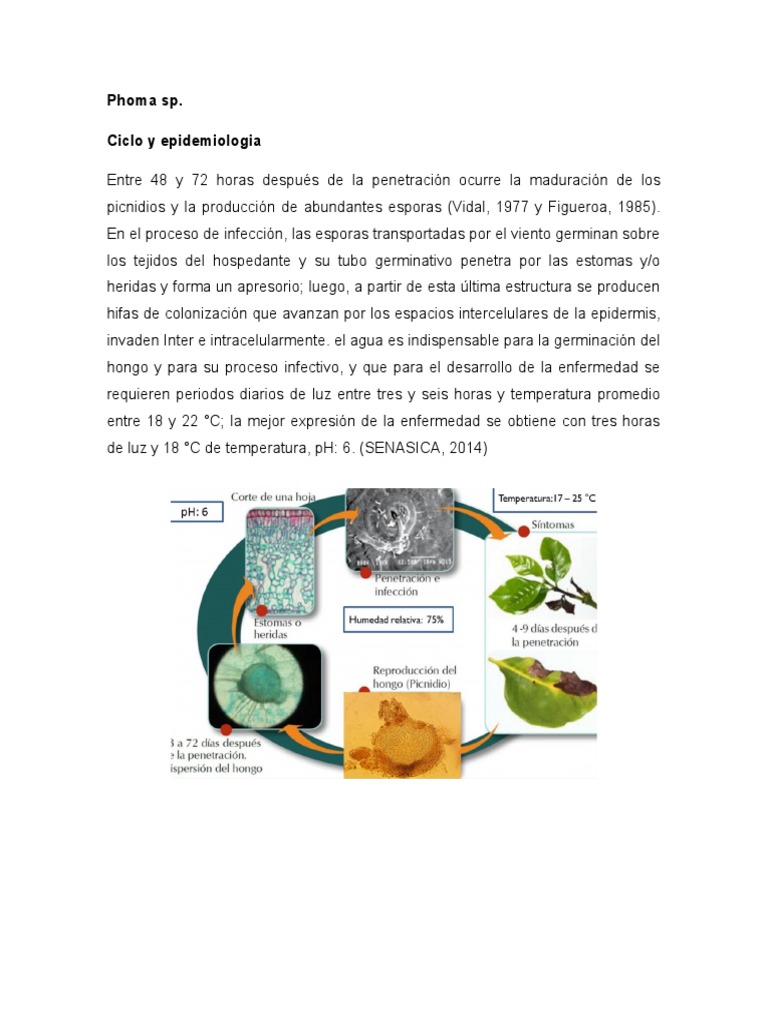 Phoma. SP | PDF