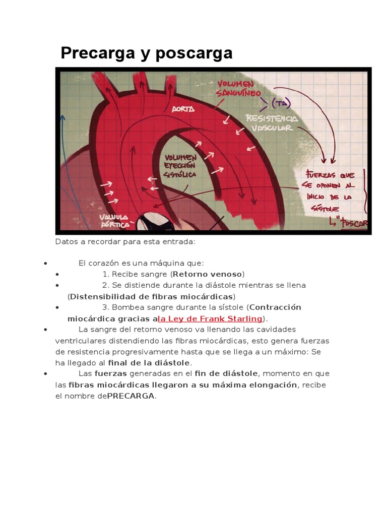 Precarga y Poscarga | PDF | Sistema circulatorio | Sistema cardiovascular
