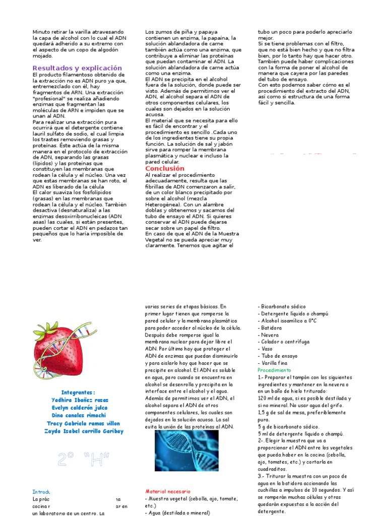 Triptico Del ADN | PDF | Adn | Membrana celular