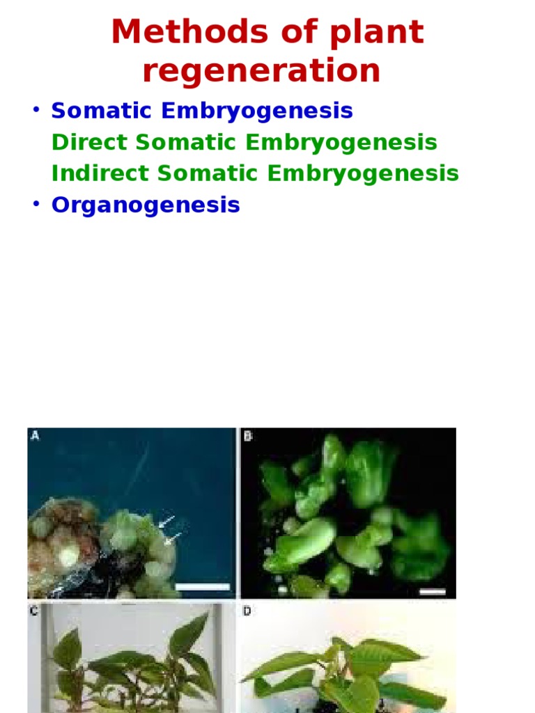 Direct Somatic Embryogenesis Indirect Somatic Embryogenesis | PDF