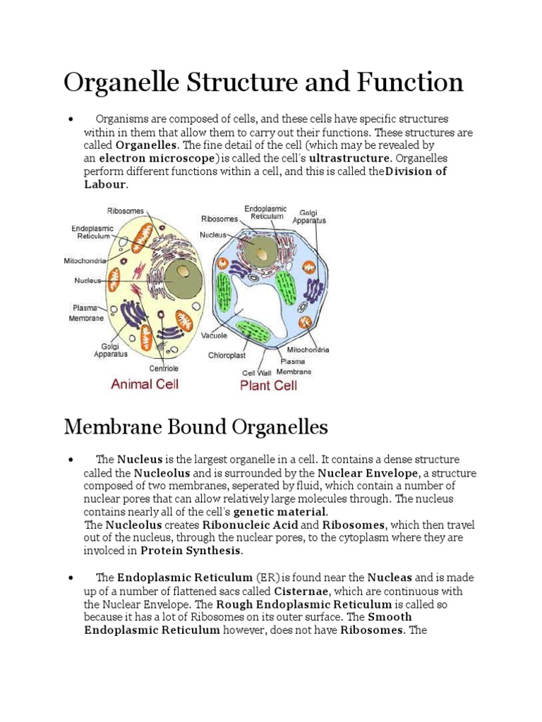Organelle Structure and Function | PDF | Endoplasmic Reticulum | Cell ...