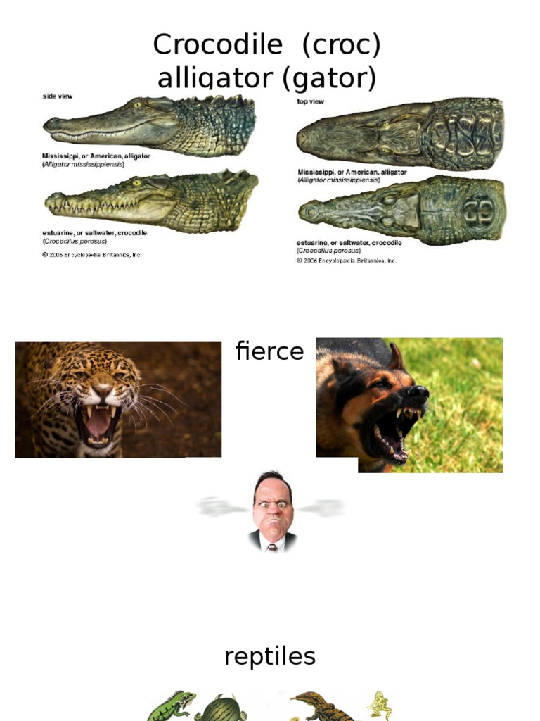 Crocs and Gators | PDF