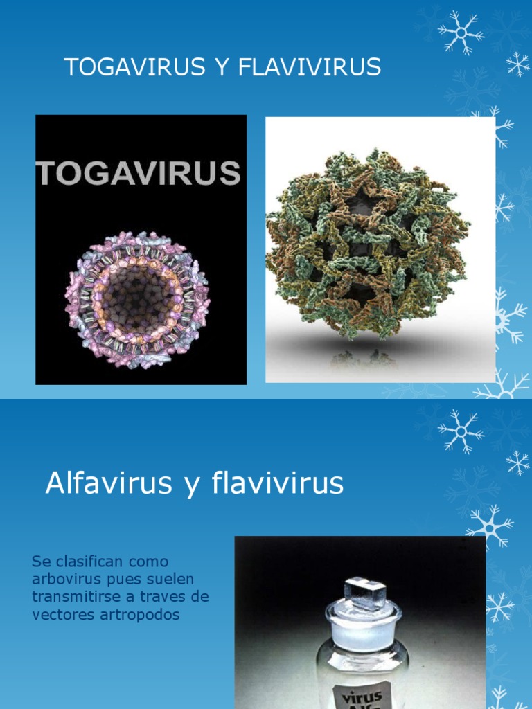 FLAVIVIRUS | Virus | Sistema inmune | Prueba gratuita de 30 días | Scribd