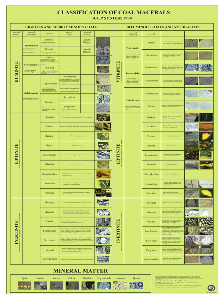 MACERALS | Tissue (Biology) | Cell Wall | Free 30-day Trial | Scribd