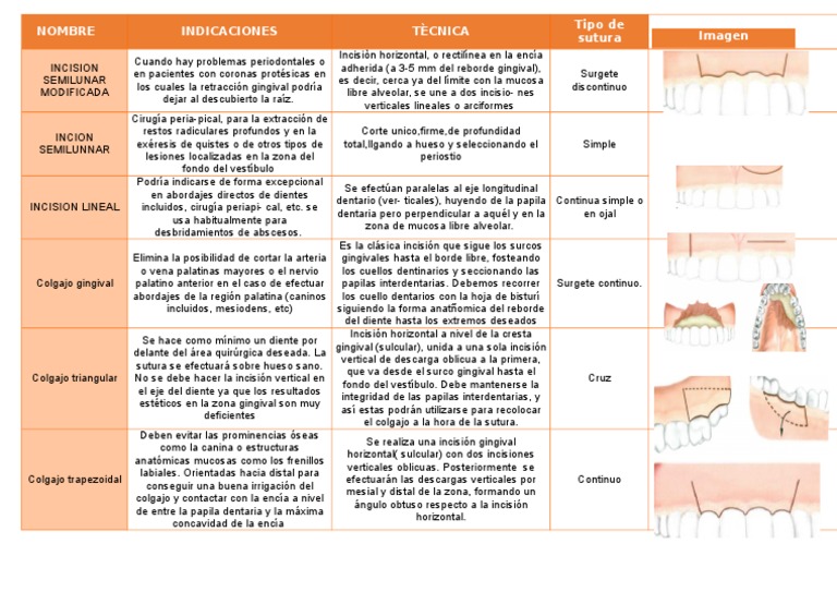 Incision Es | PDF | Diente humano | Anatomía humana